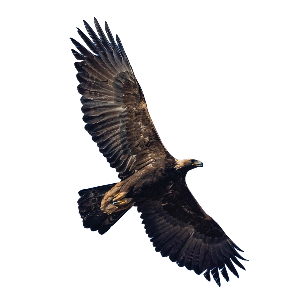 Hawks and Eagles in Denmark